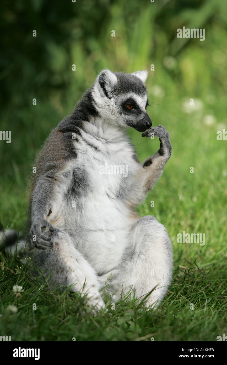 Ring tailed Lemur - Lemur Catta in thinker pose Stock Photo - Alamy