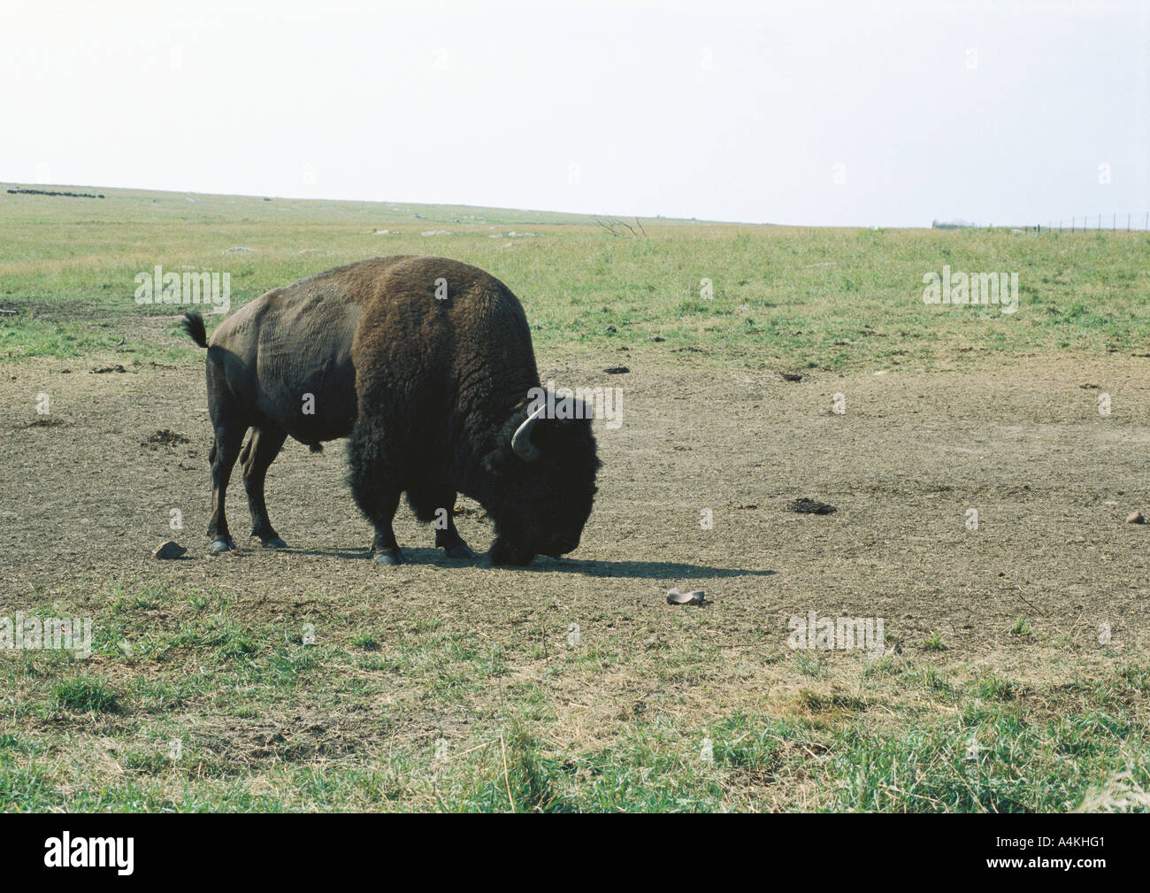 South Dakota, Badlands National Park, buffalo grazing on plain Stock ...