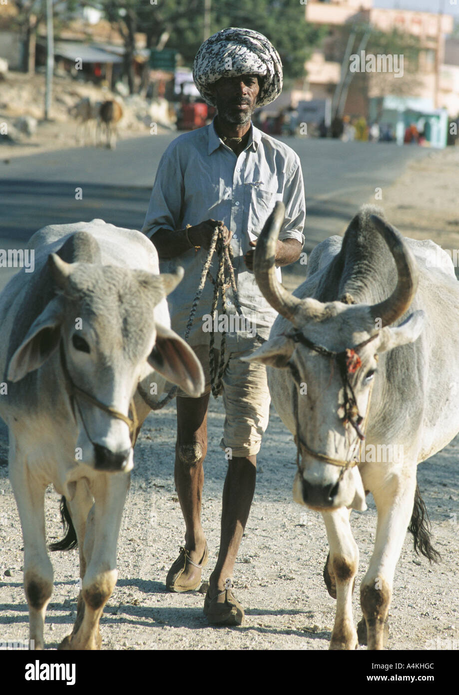 Farmer Cow India Stock Photos & Farmer Cow India Stock Images - Alamy