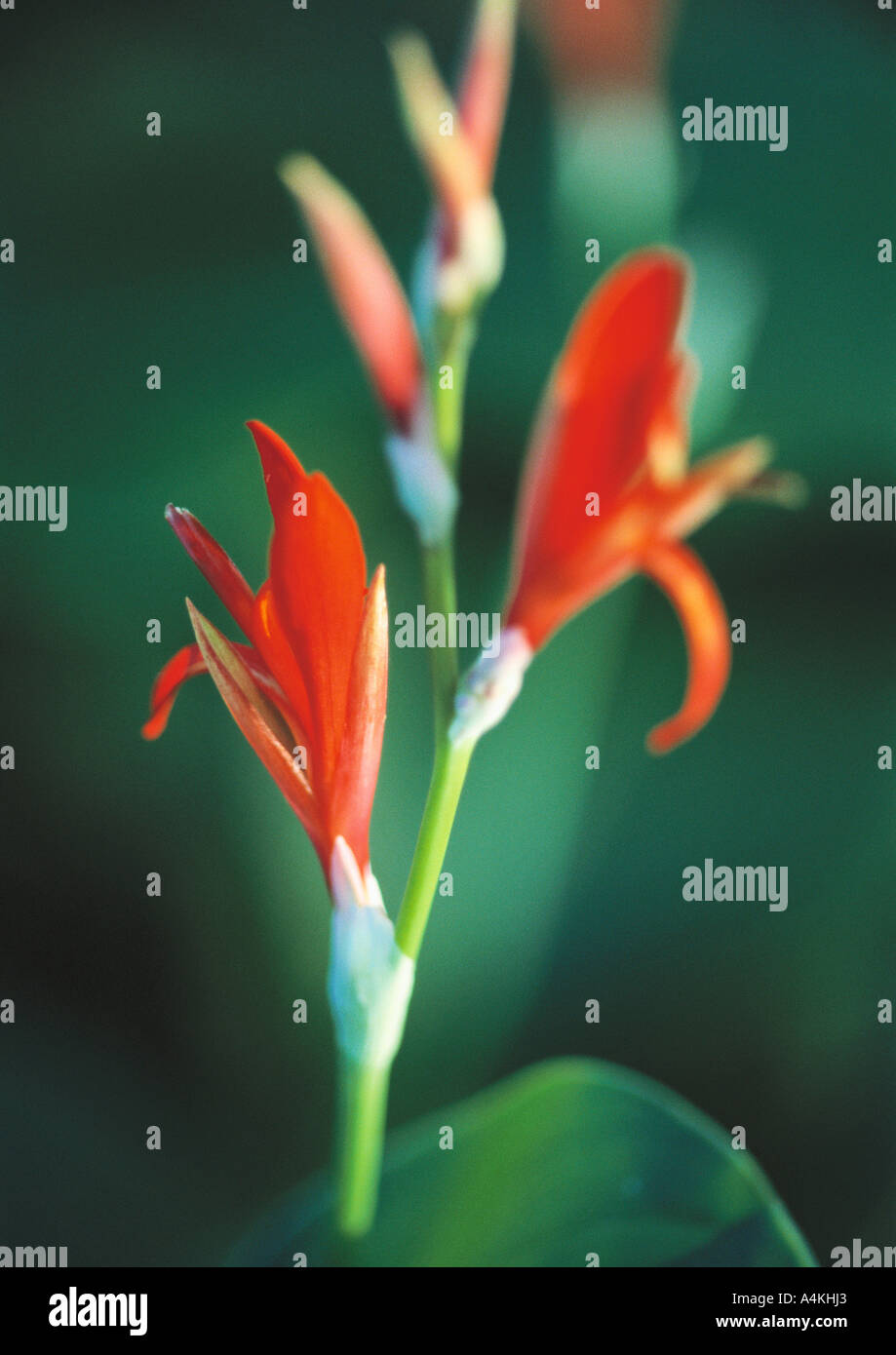 Orange freesias hi-res stock photography and images - Alamy