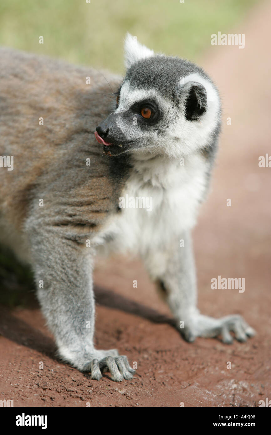 Ring tailed Lemur - Lemur Catta Stock Photo - Alamy