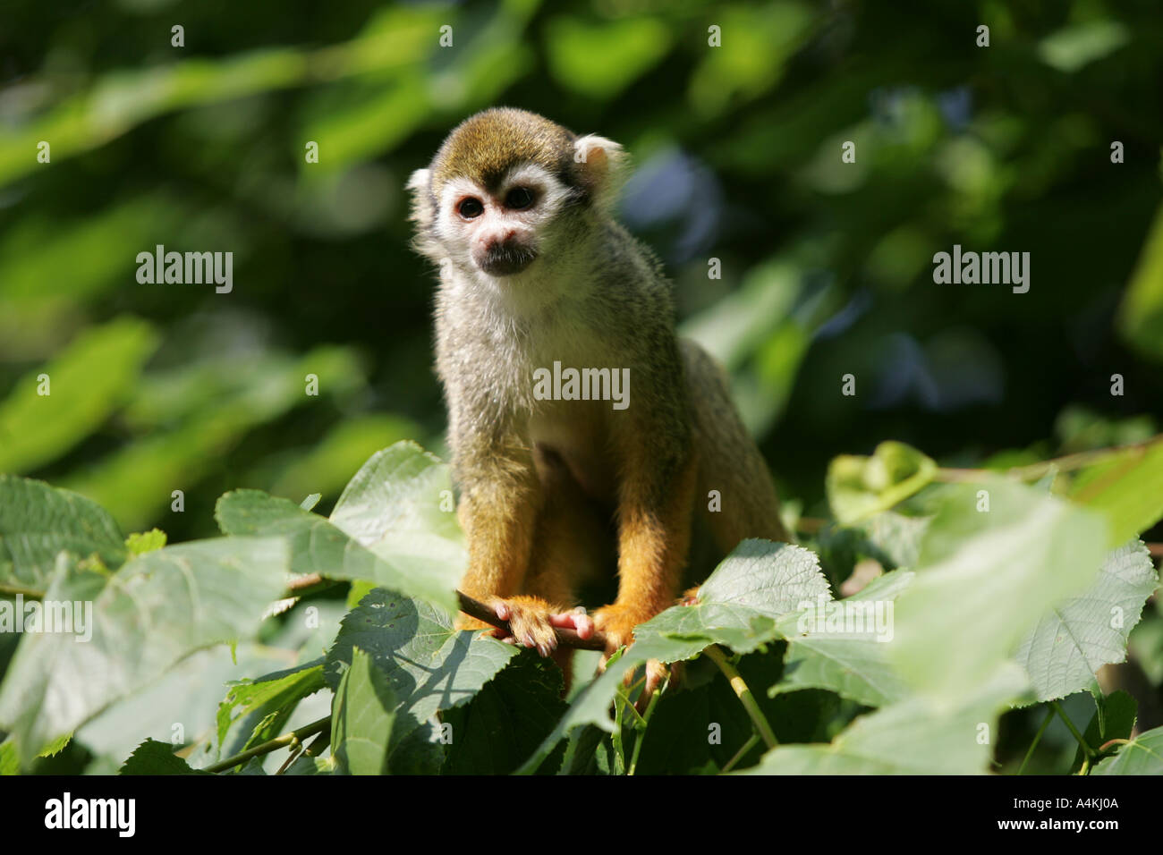 Squirrel monkey in a tree - Saimiri sciureus Stock Photo - Alamy