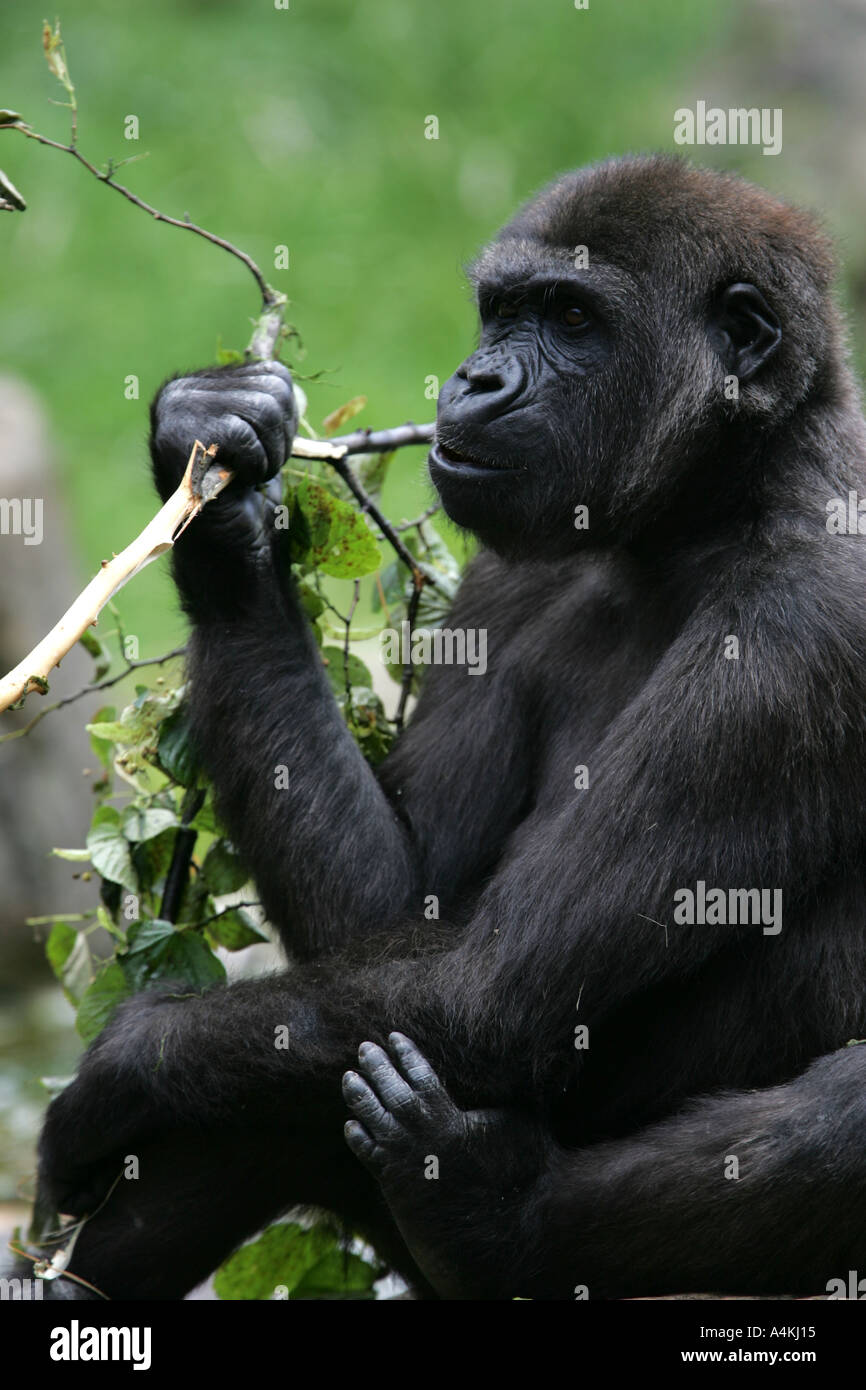 female gorilla eating Stock Photo - Alamy
