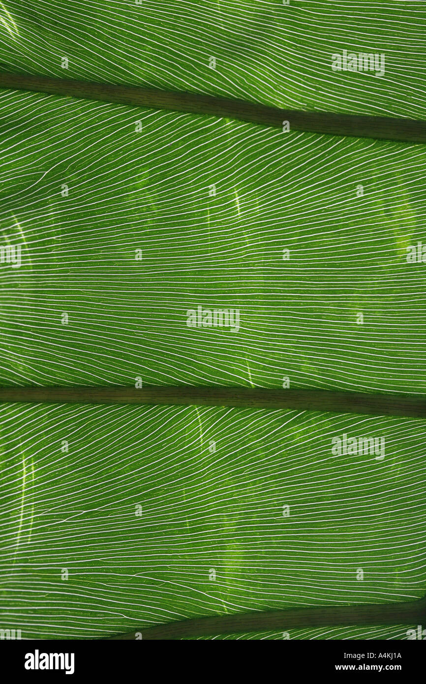 Structure of a Palm frond - Araceae Philodendron eichleri Stock Photo ...