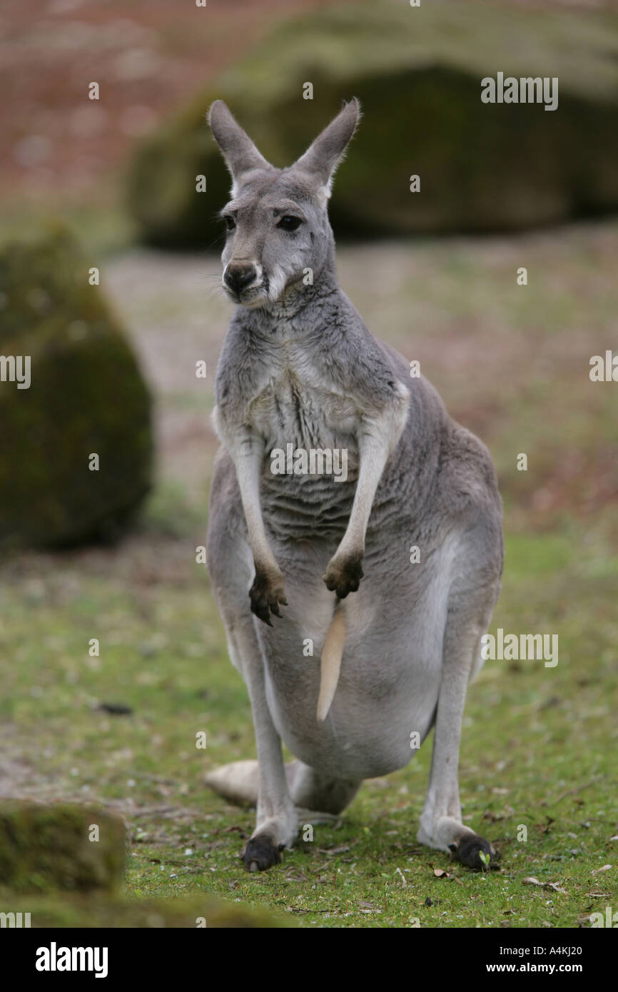 Red Kangaroo - Macropus rufus Stock Photo - Alamy