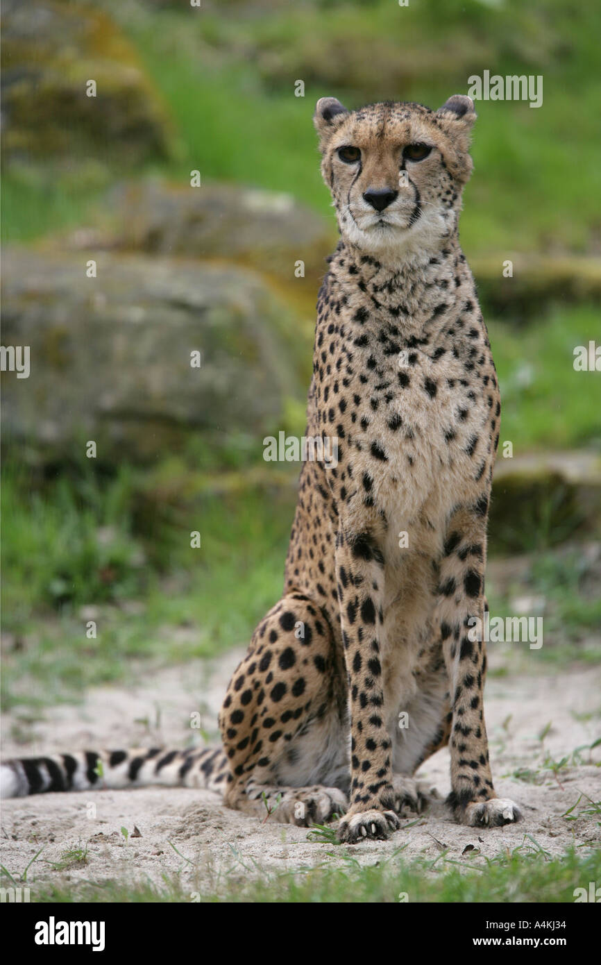 female Cheetah - Acinonyx jubatus Stock Photo - Alamy