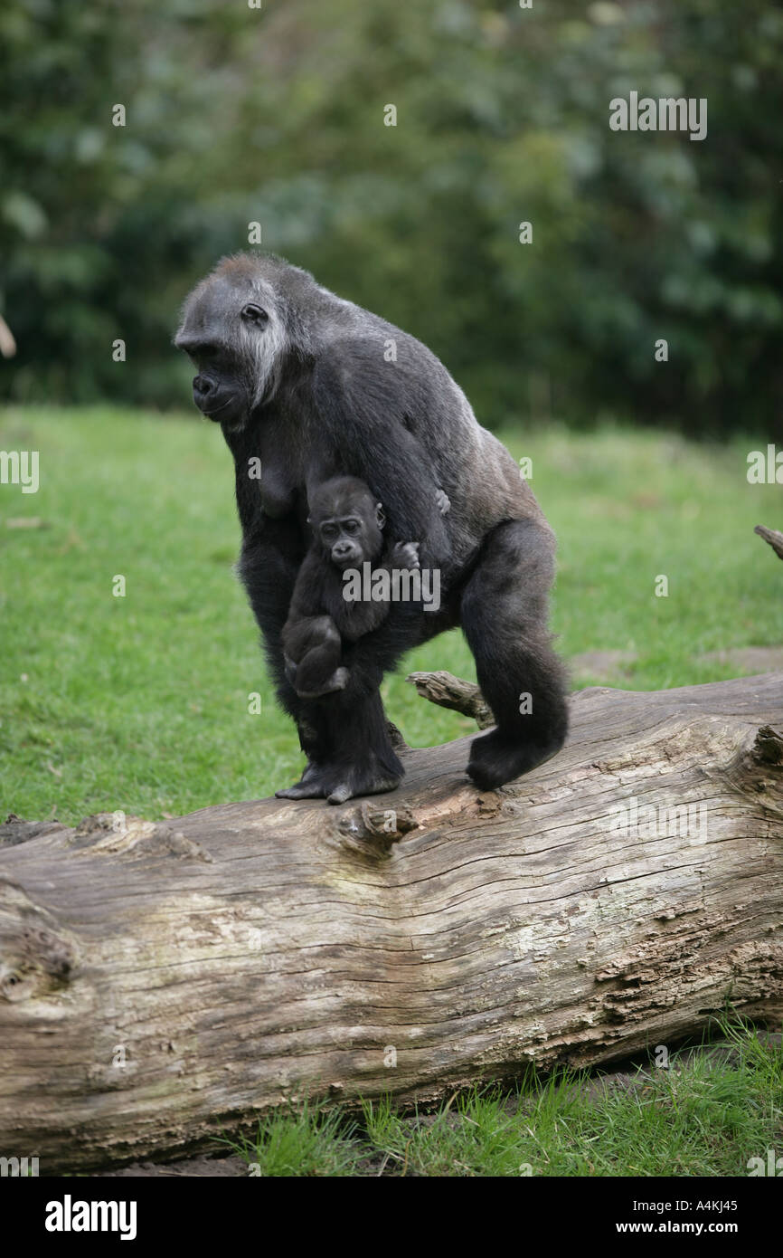 Gorilla mother walking with her baby Stock Photo - Alamy