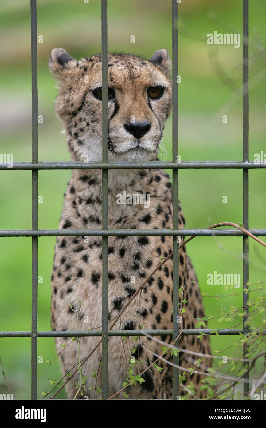 Captive cheetah female Stock Photo - Alamy