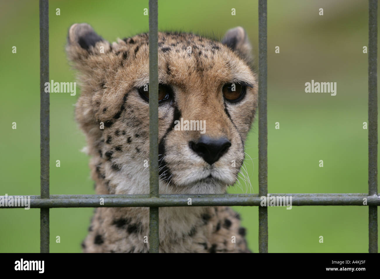 Portrait of Cheetah behind bars female Stock Photo - Alamy