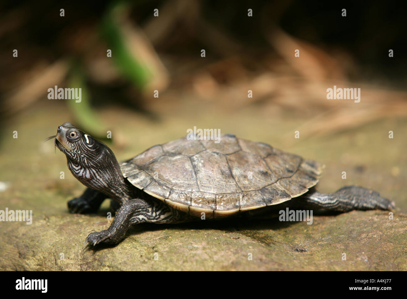 Graptemys pseudogeographica hi-res stock photography and images - Alamy