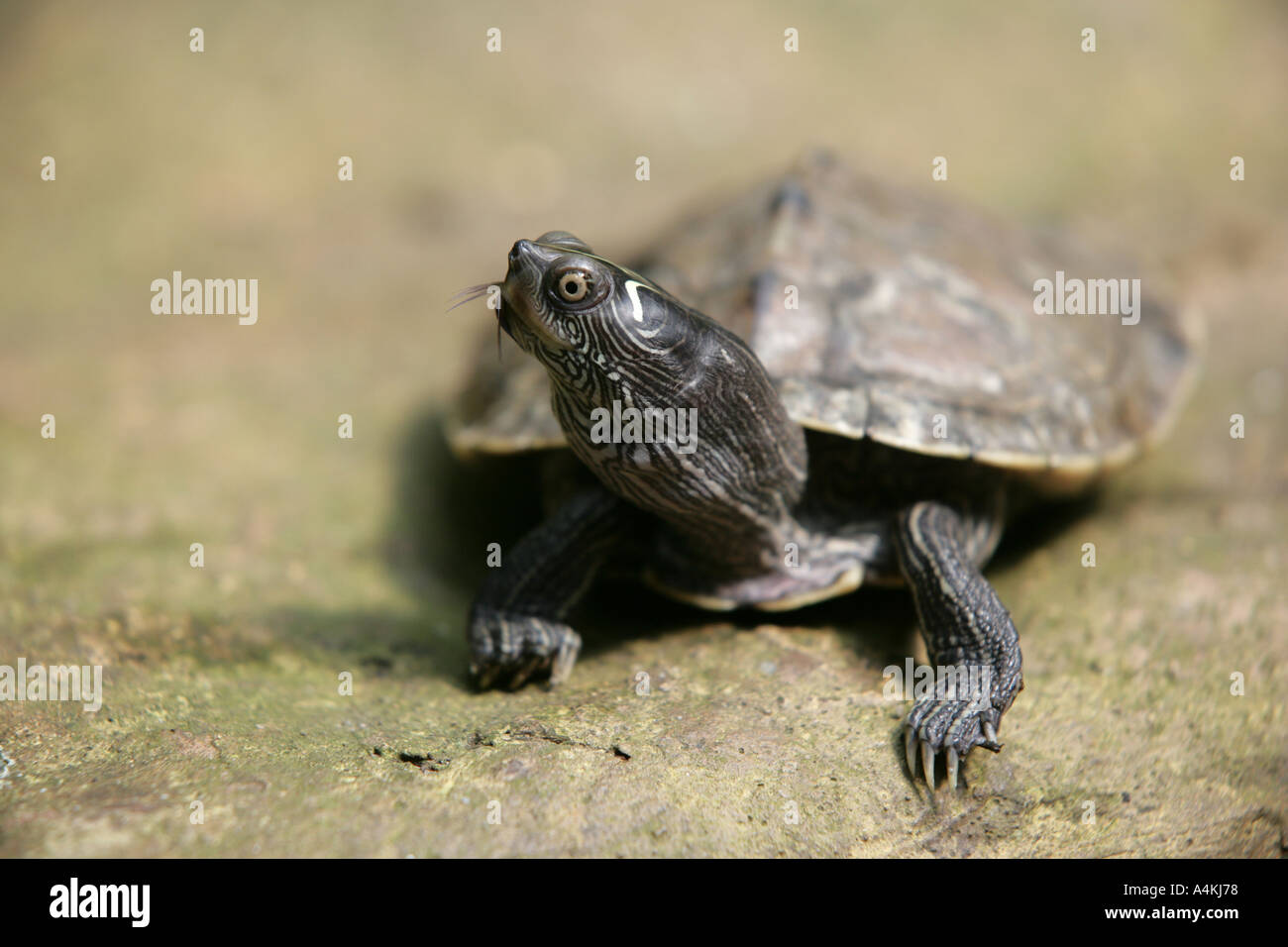 Sawback hi-res stock photography and images - Alamy