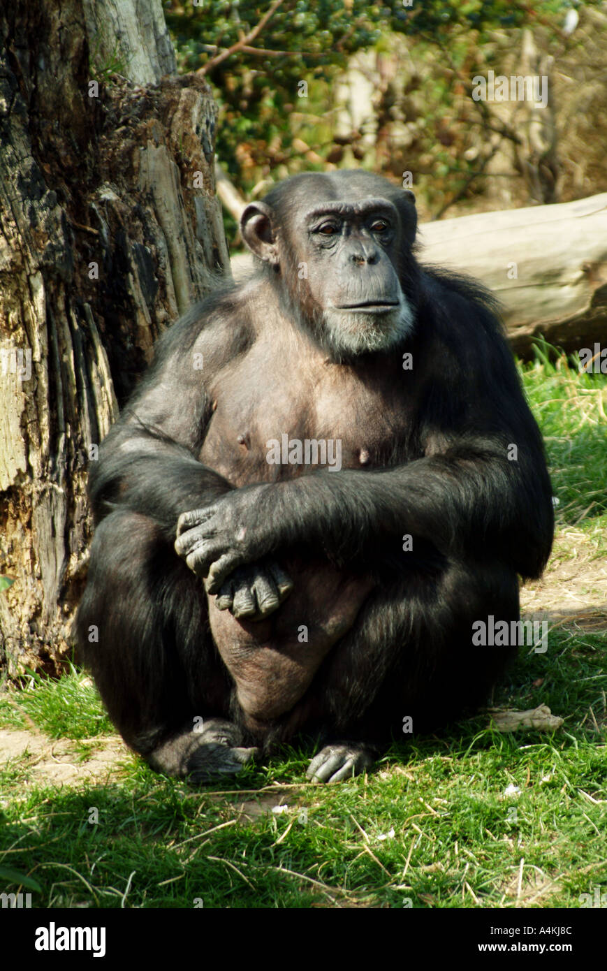 ape resting Stock Photo - Alamy
