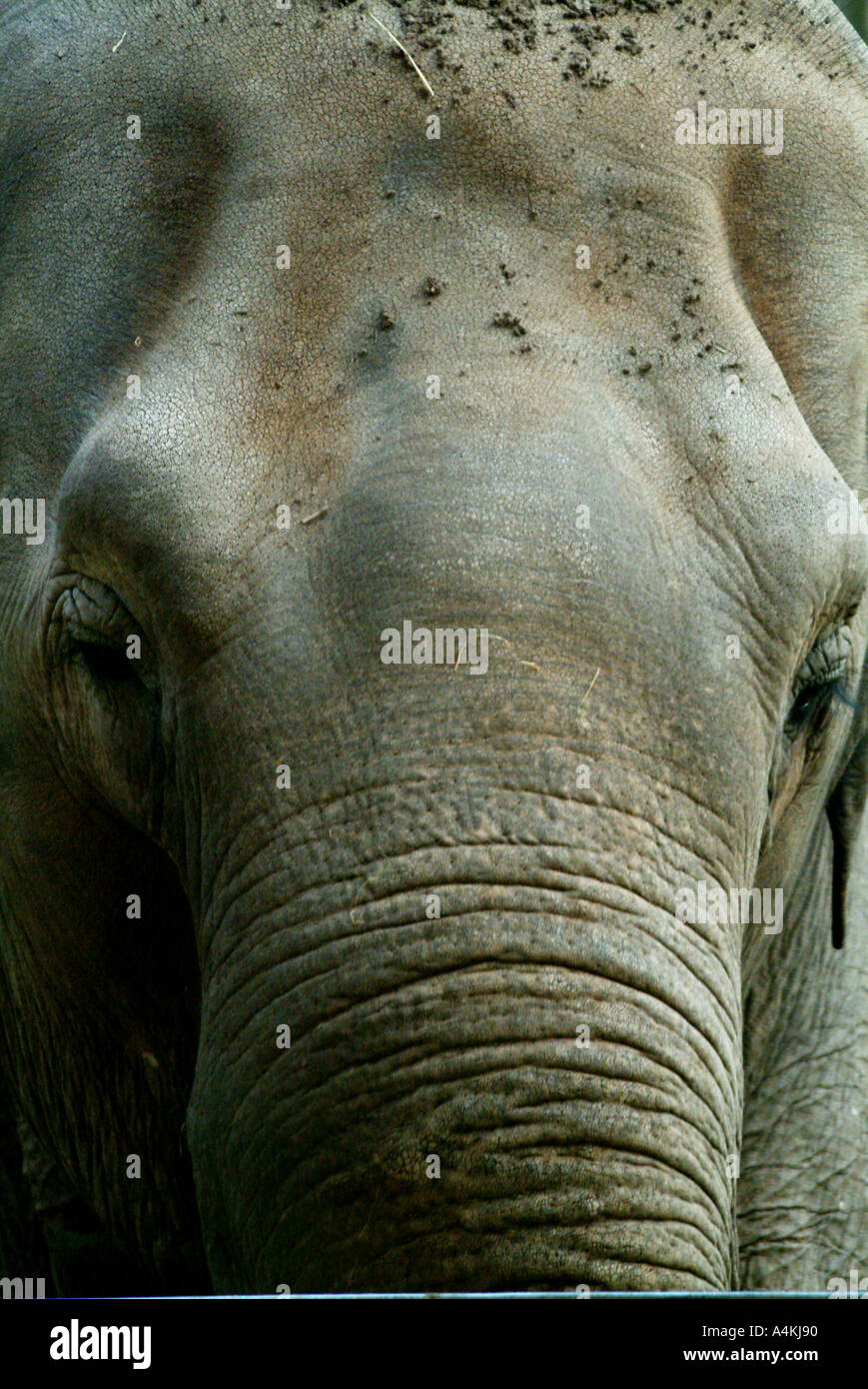 Anthropomorphic elephant hi-res stock photography and images - Alamy