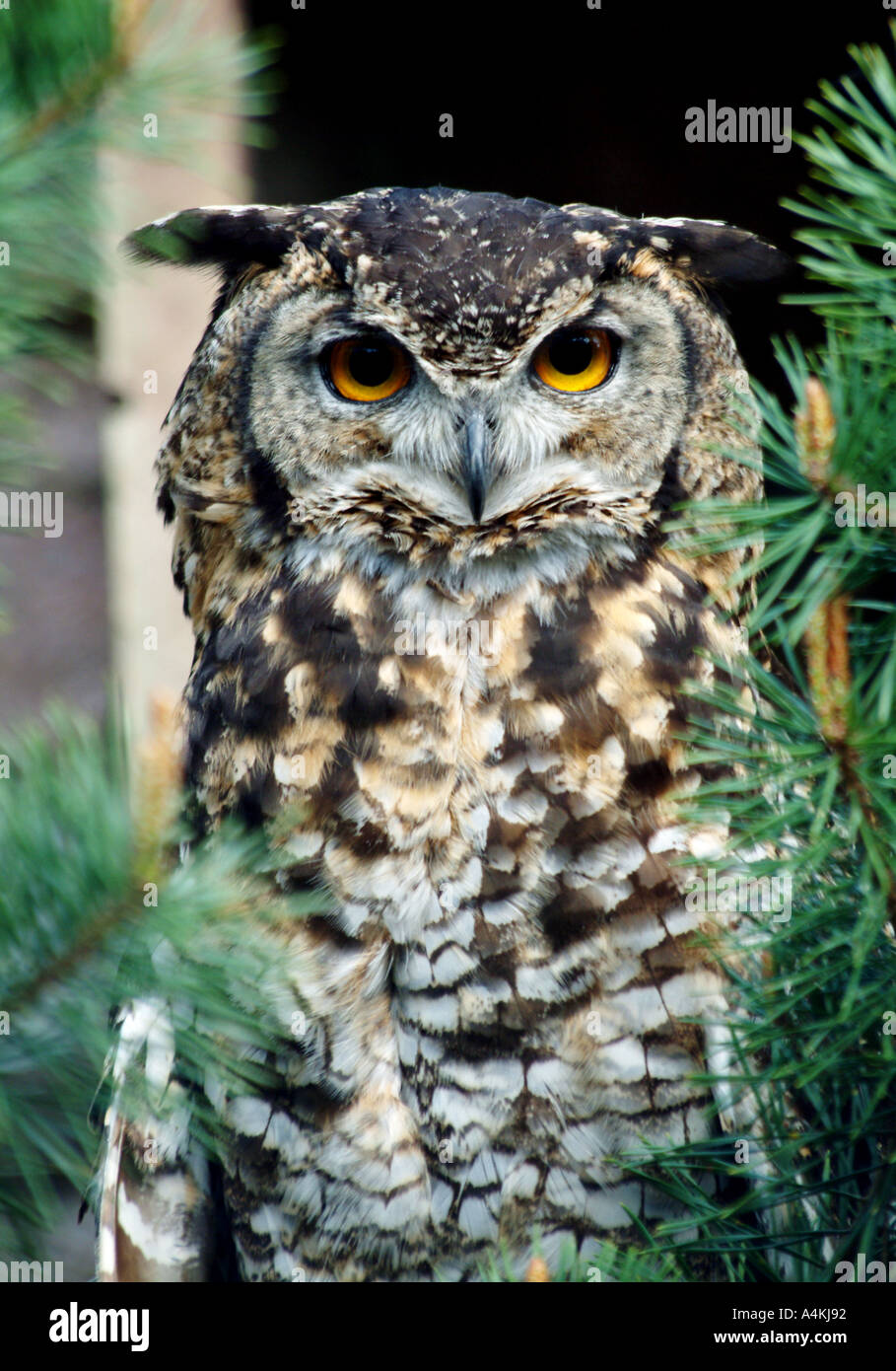 Owl like face hi-res stock photography and images - Alamy