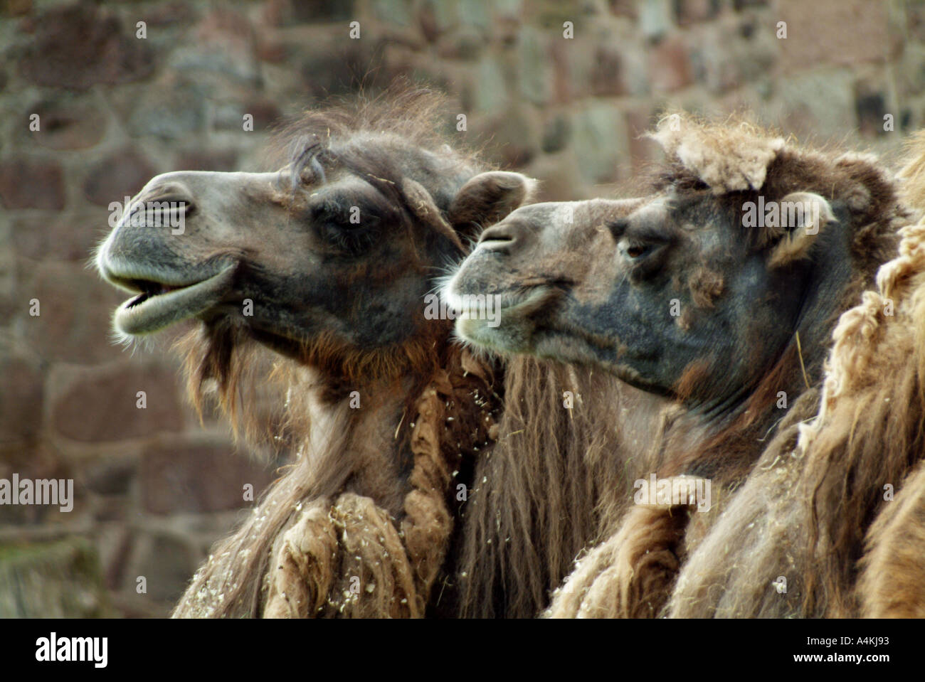 Two camels hi-res stock photography and images - Alamy
