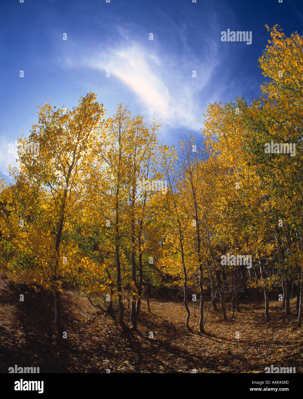 Autumn Aspen trees Stock Photo - Alamy