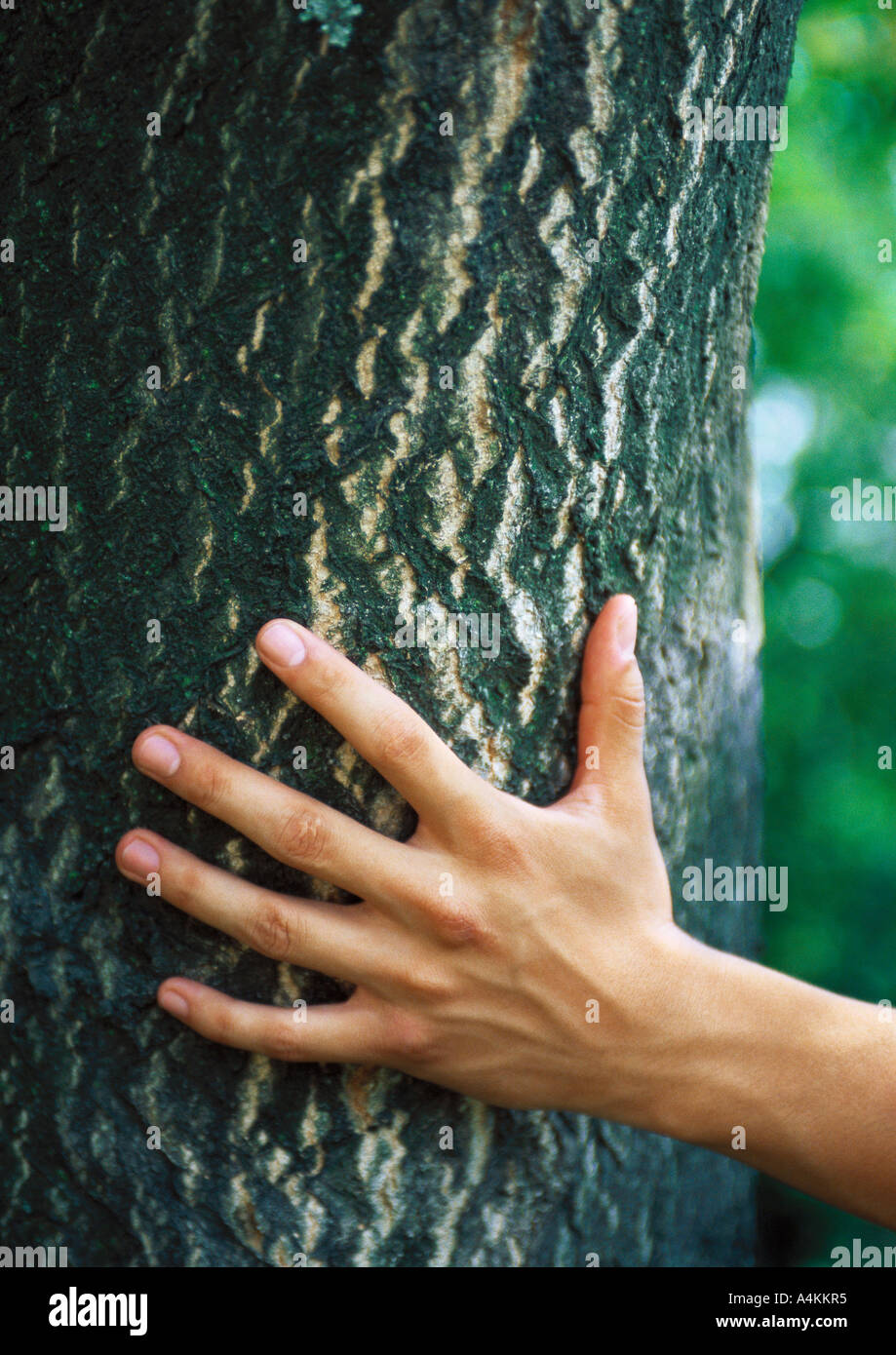 Hand touching tree trunk, close-up Stock Photo - Alamy