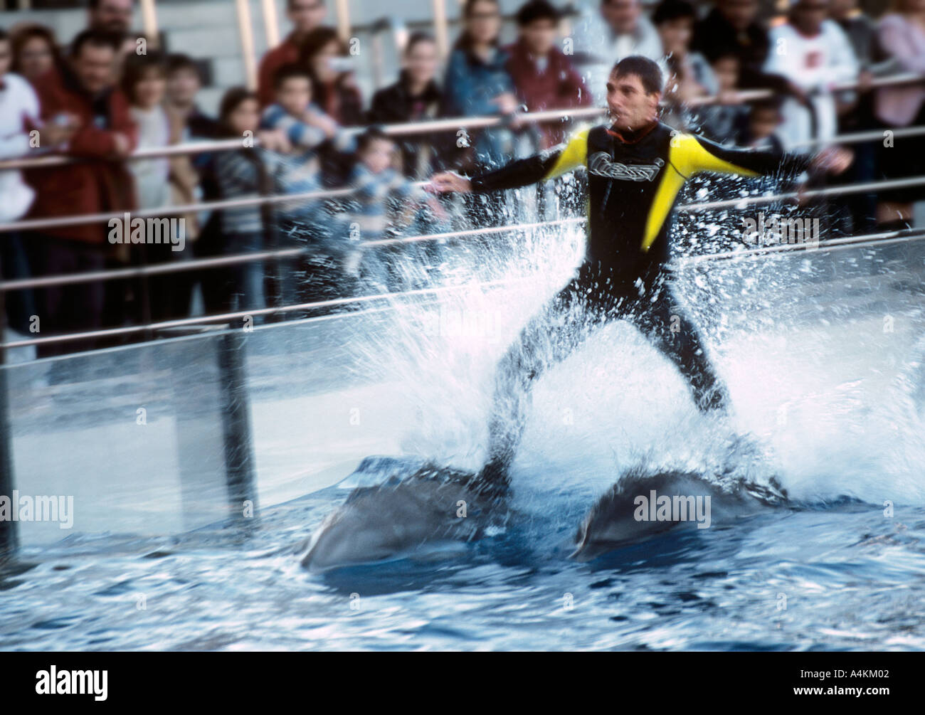 Man riding on the back of two dolphins at Dolphinarium at L ...