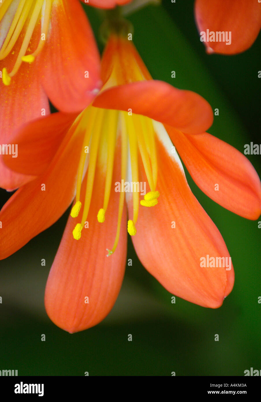 Clivia in flower Stock Photo - Alamy