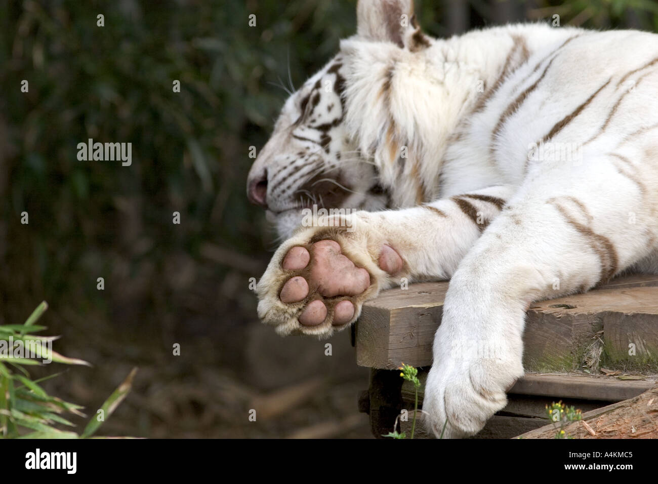 White Tiger Paw Logo