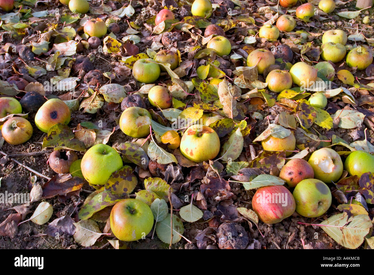 Apples left to rot hi-res stock photography and images - Alamy