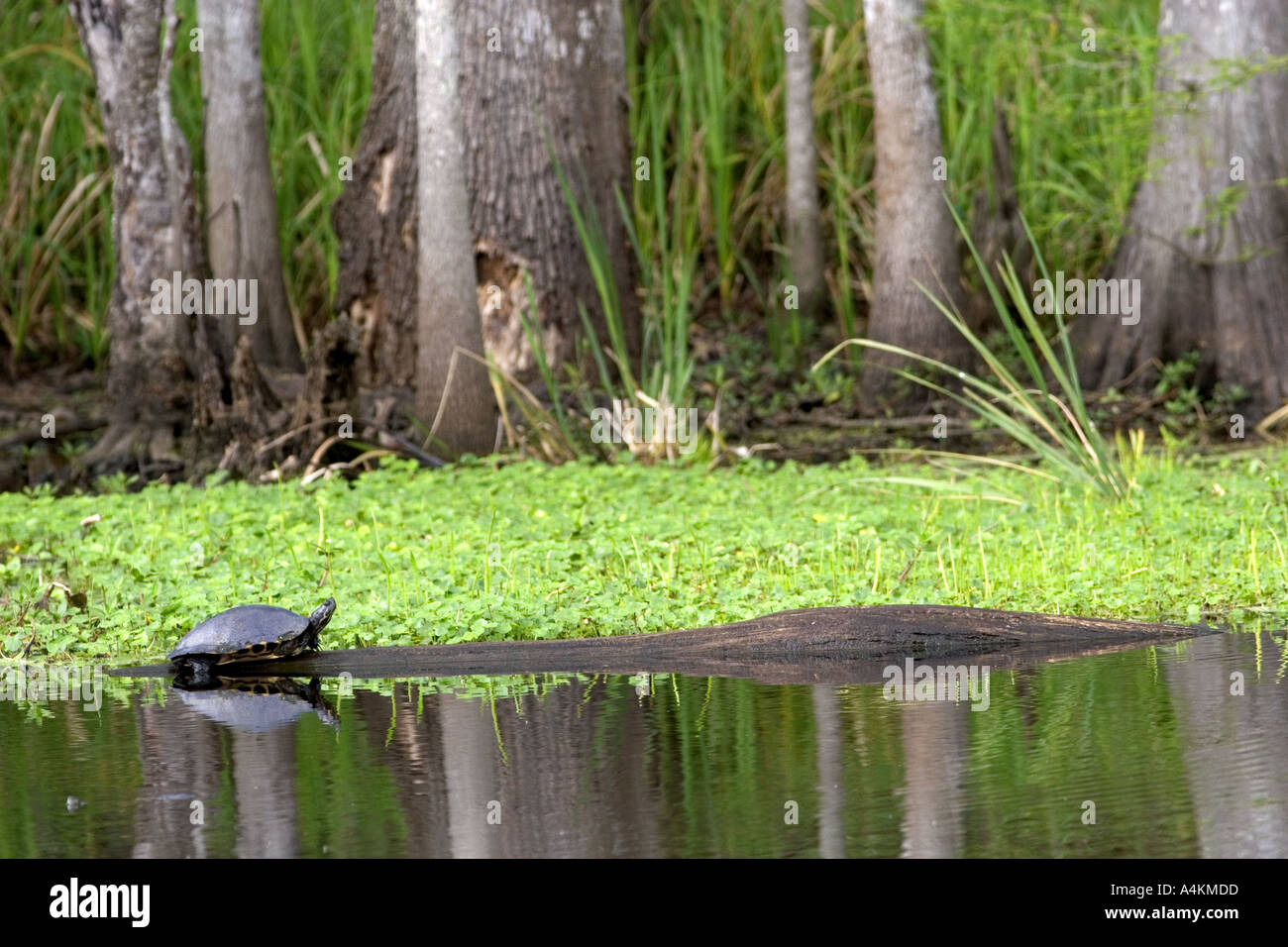 Turtle bayou hi-res stock photography and images - Alamy
