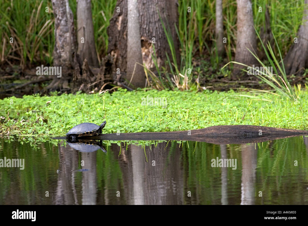 Turtle bayou hi-res stock photography and images - Alamy