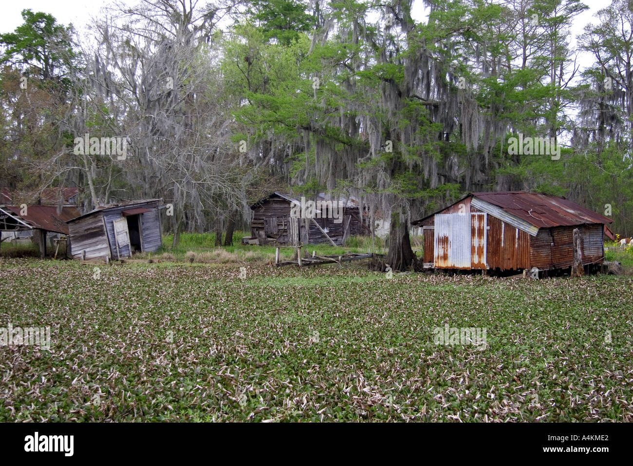 Swamp shacks in a bayou outside new Orleans Louisiana Stock Photo - Alamy