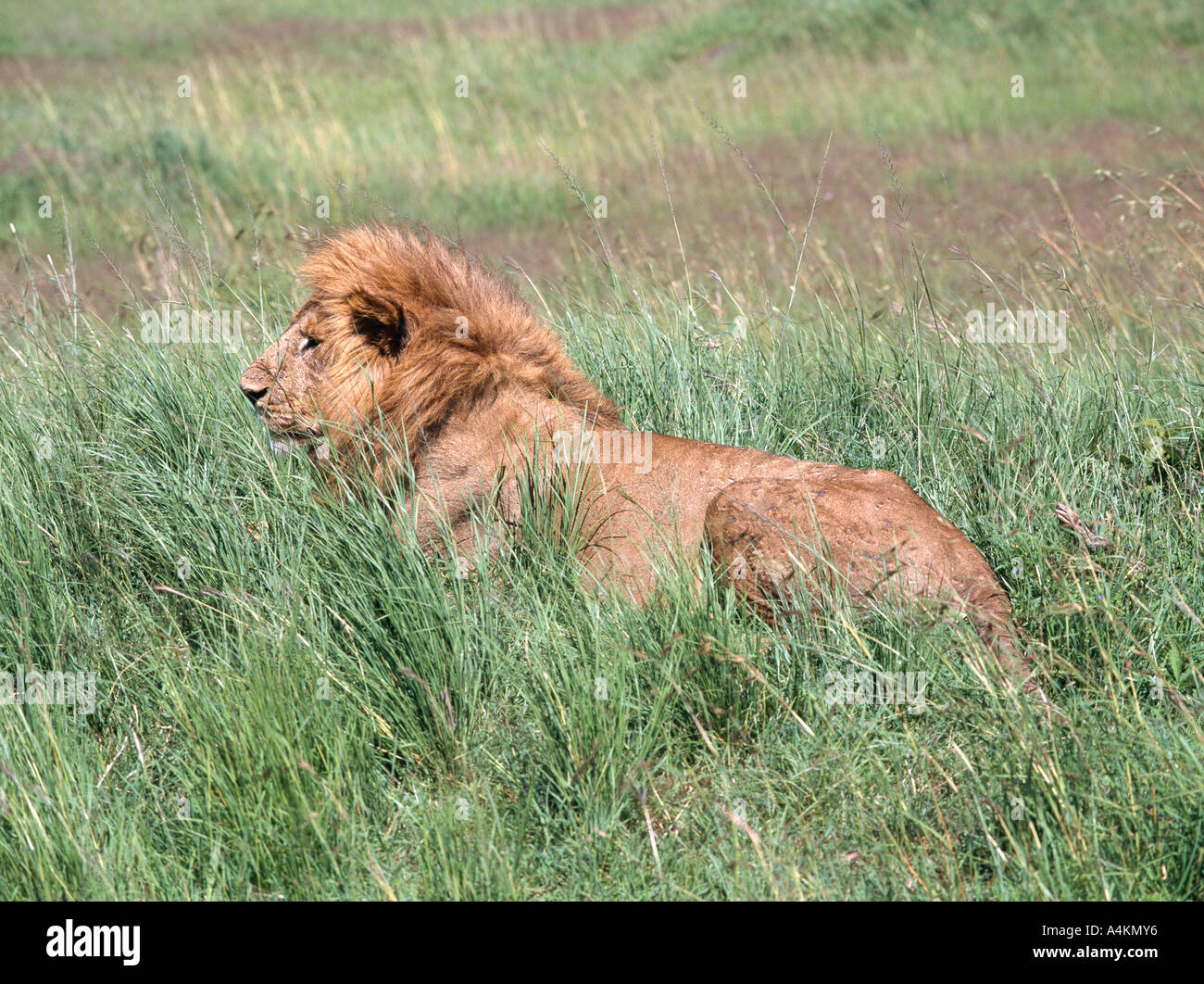 Male lion in tall grass Stock Photo - Alamy