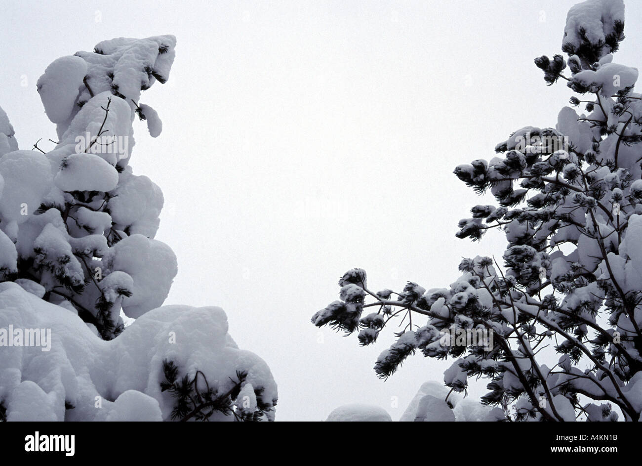 White fir new mexico hi-res stock photography and images - Alamy