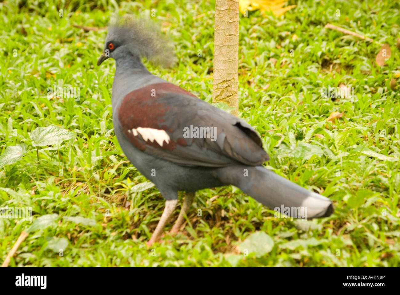 Goura Victoria Crowned Pigeon, the worlds largest pigeon, an inhabitant ...