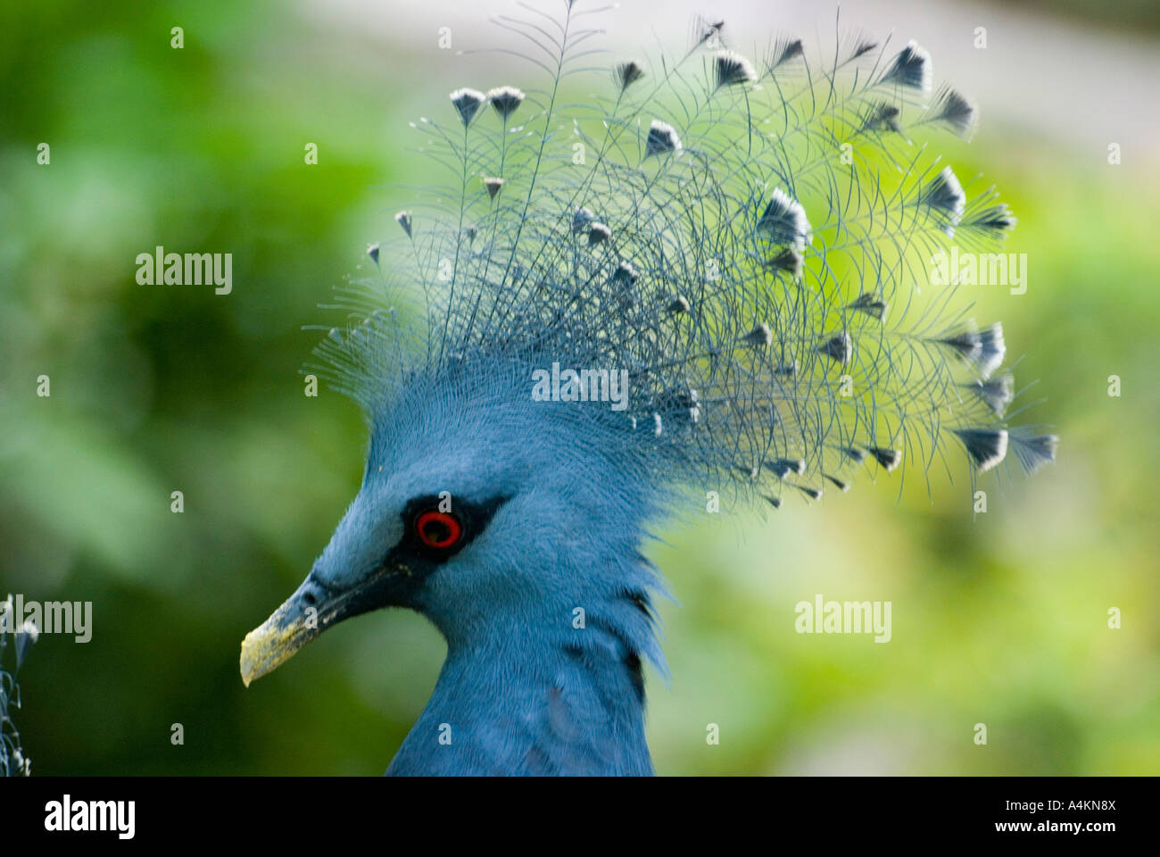 Goura Victoria Crowned Pigeon, the worlds largest pigeon, an inhabitant ...