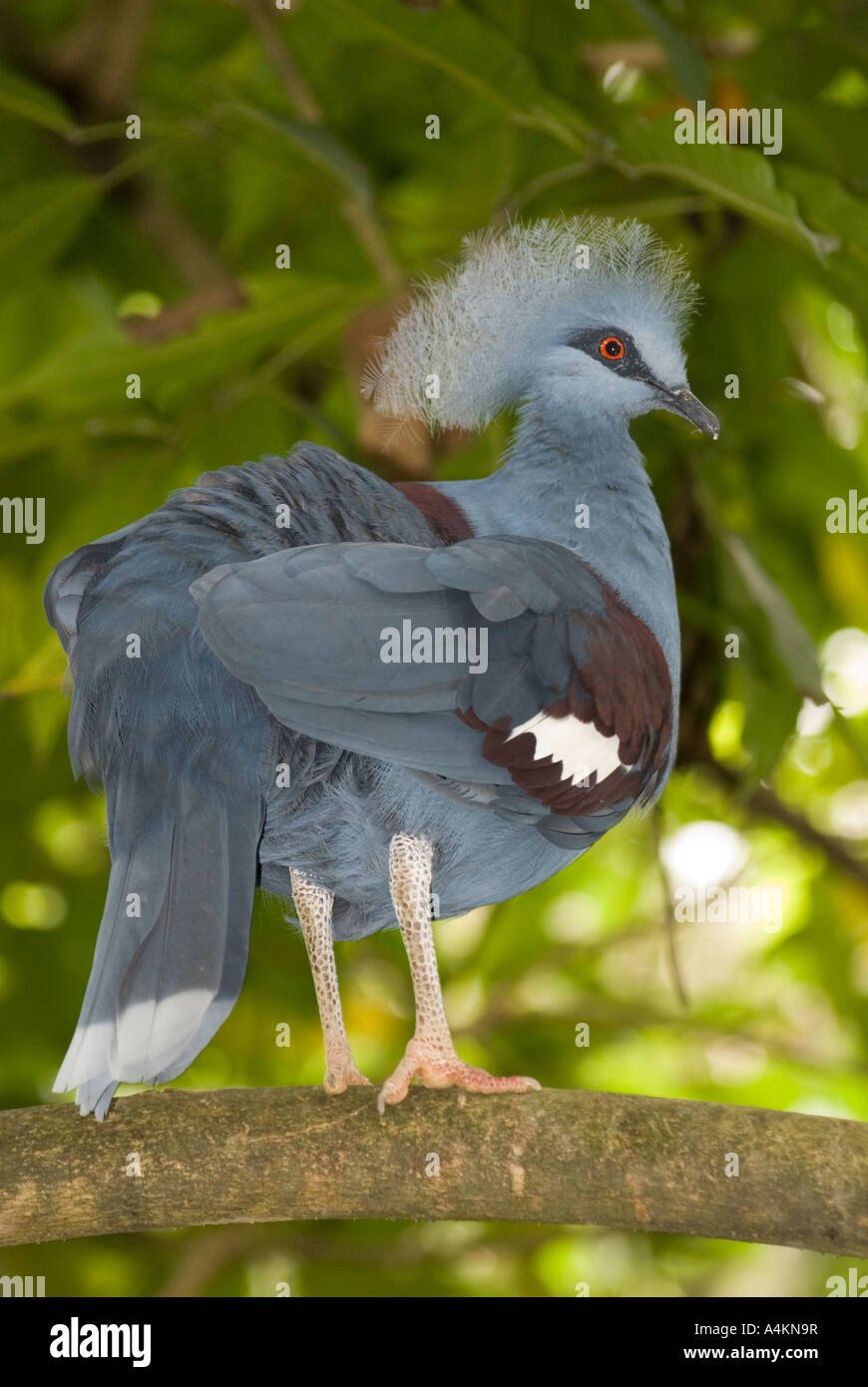 Goura Victoria Crowned Pigeon Stock Photo - Alamy