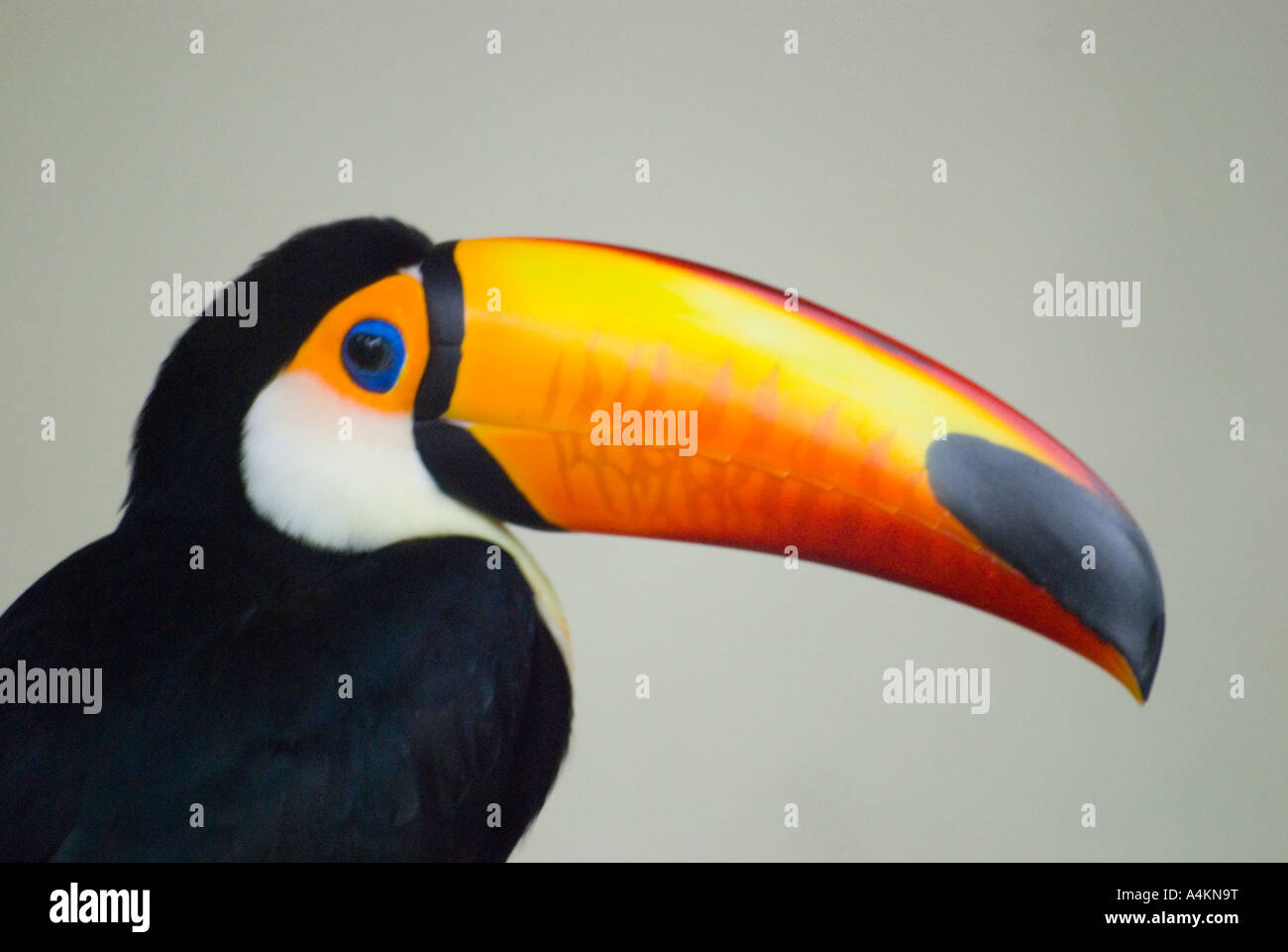 Large beaked birds hi-res stock photography and images - Alamy