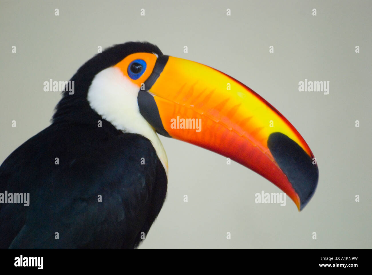 Toucan species hi-res stock photography and images - Alamy