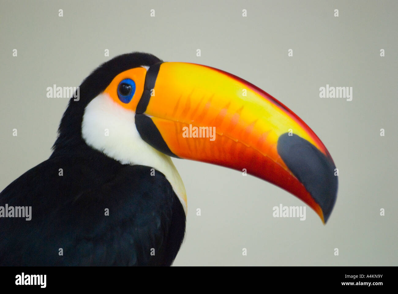 Toucan species hi-res stock photography and images - Alamy