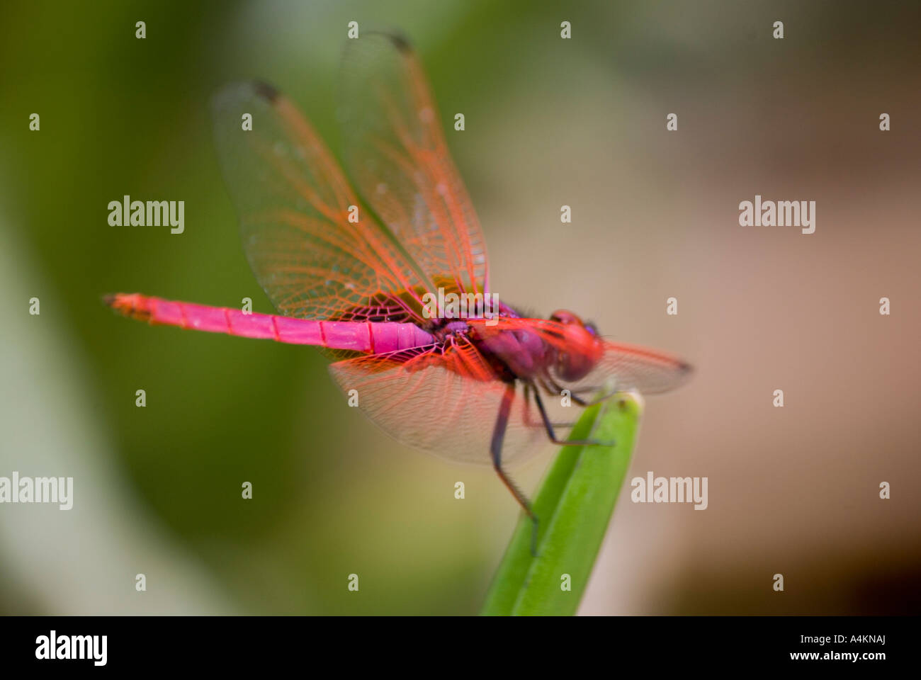 Servilia hi-res stock photography and images - Alamy