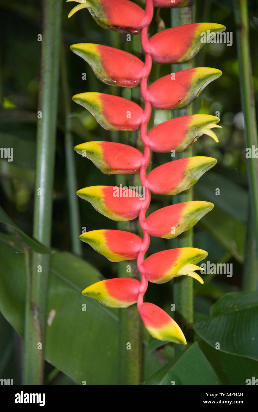 Heliconia also known as lobster claw flowers Malaysia Stock Photo - Alamy