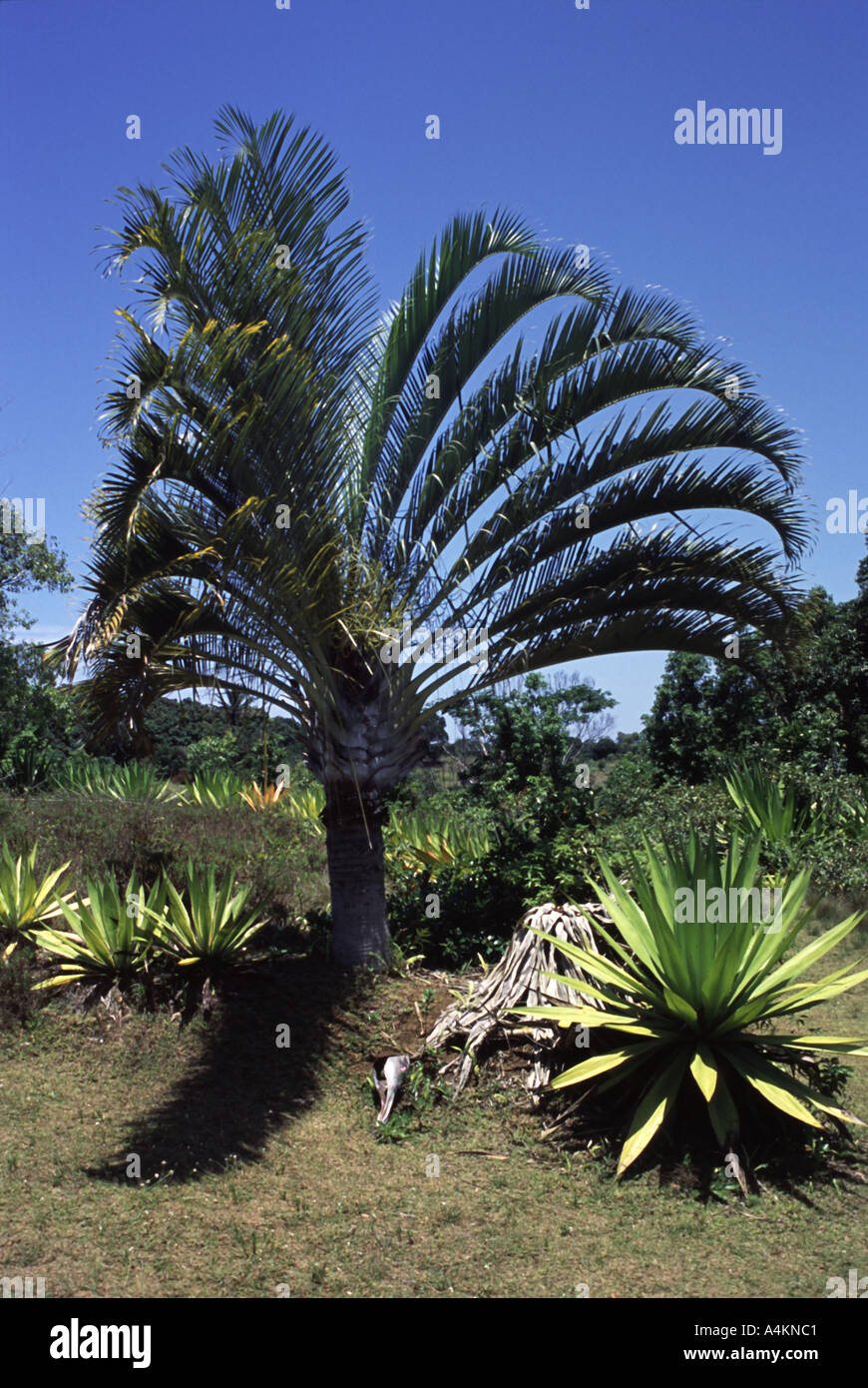 Triangular Palm, probably Dypsis (= Chrysalidocarpus) decaryi Stock ...