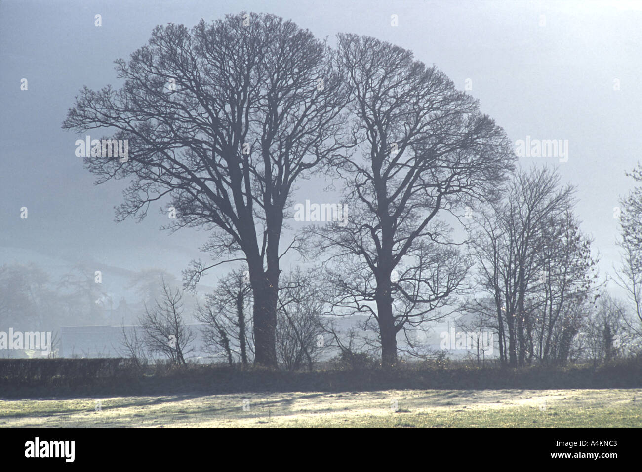 Trees in mist Stock Photo - Alamy