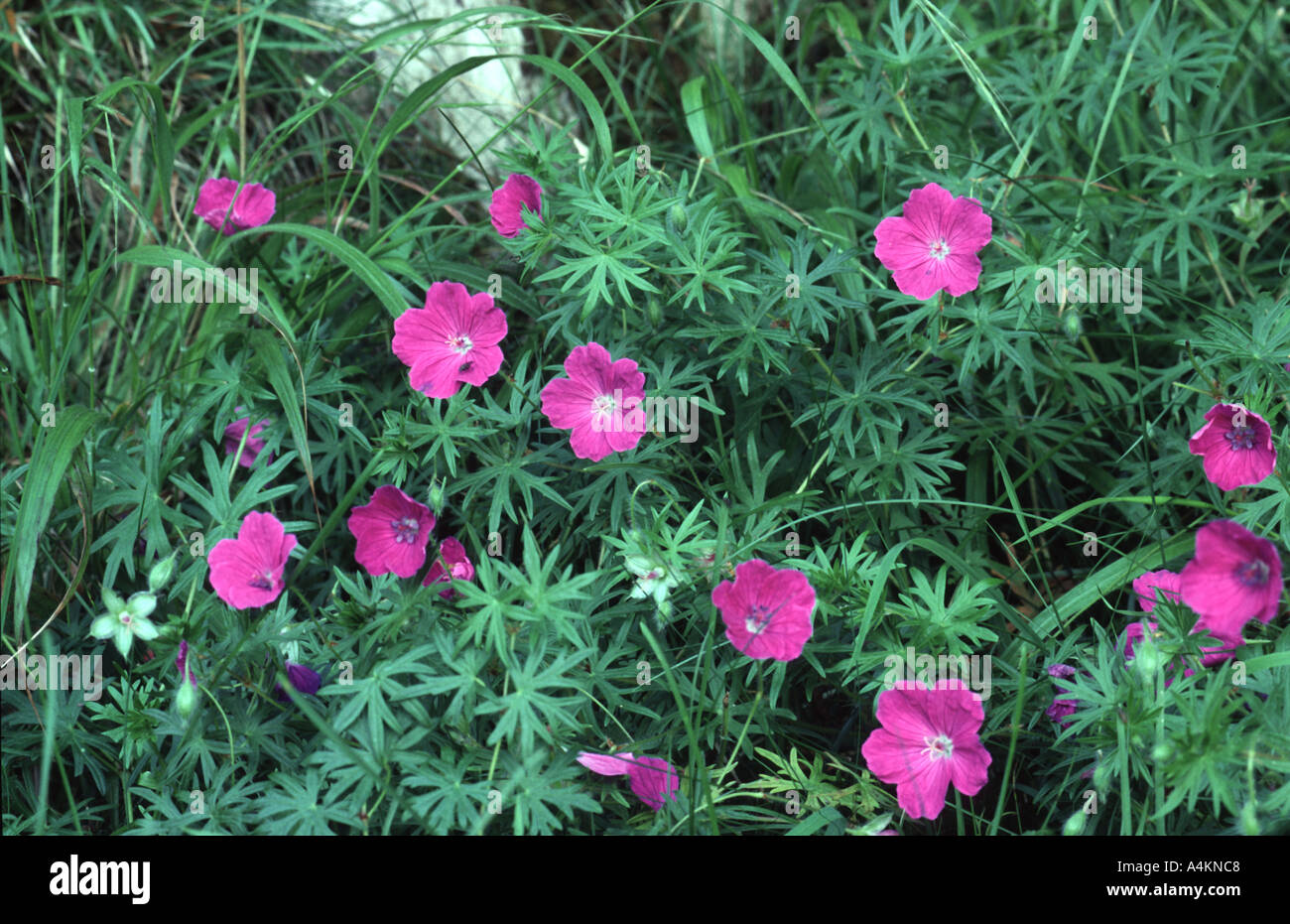 Bloody Cranesbill Blood Red Cranesbill Geranium Stock Photos & Bloody ...