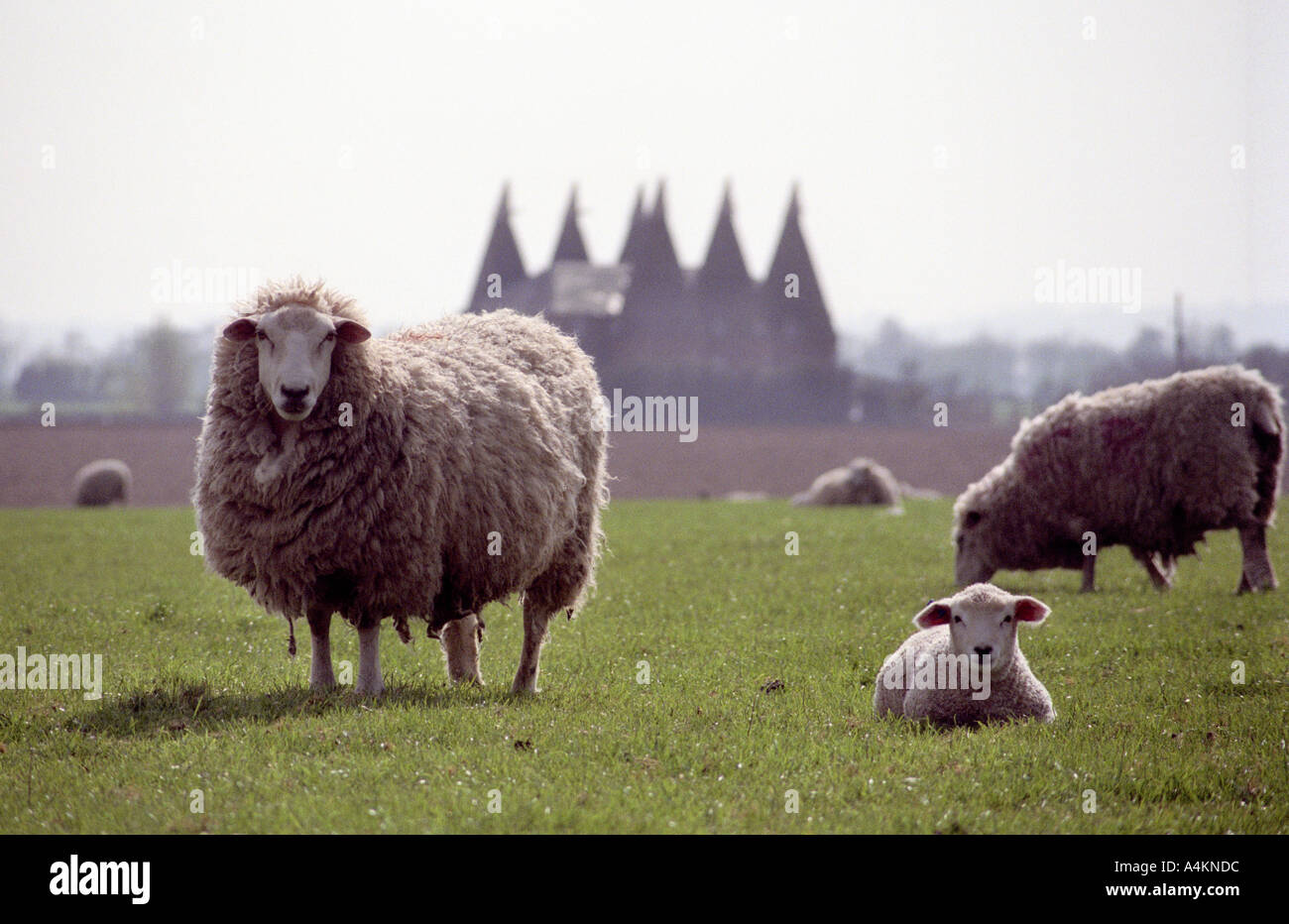 grazing sheep and oast house Kent Stock Photo - Alamy