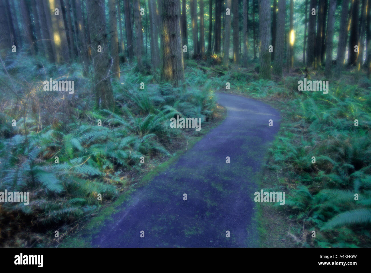 Soft focus trail though the forest in the Redmond Watershed Preserve ...
