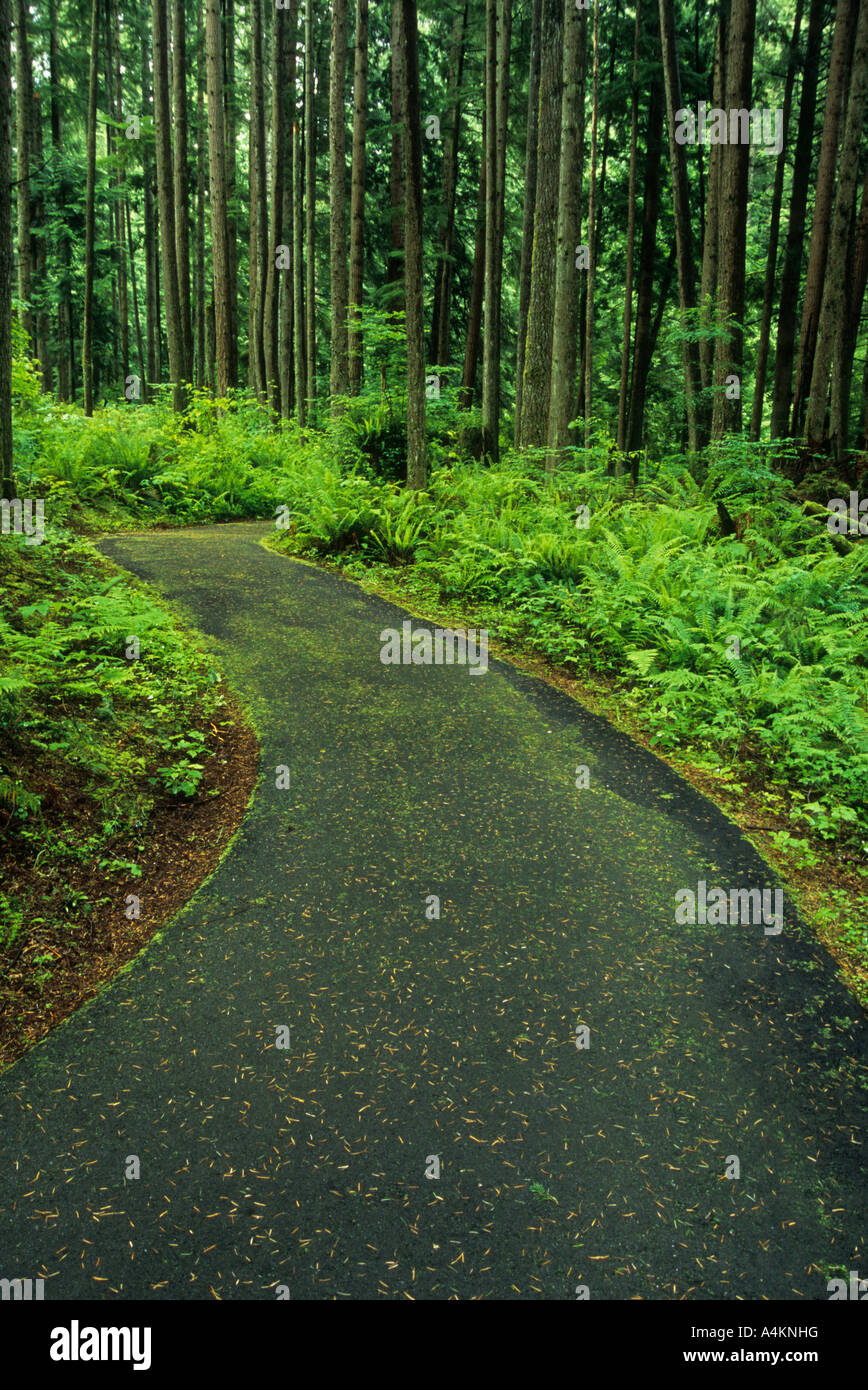 Trail though the forest in the Redmond Watershed Preserve, Seattle ...