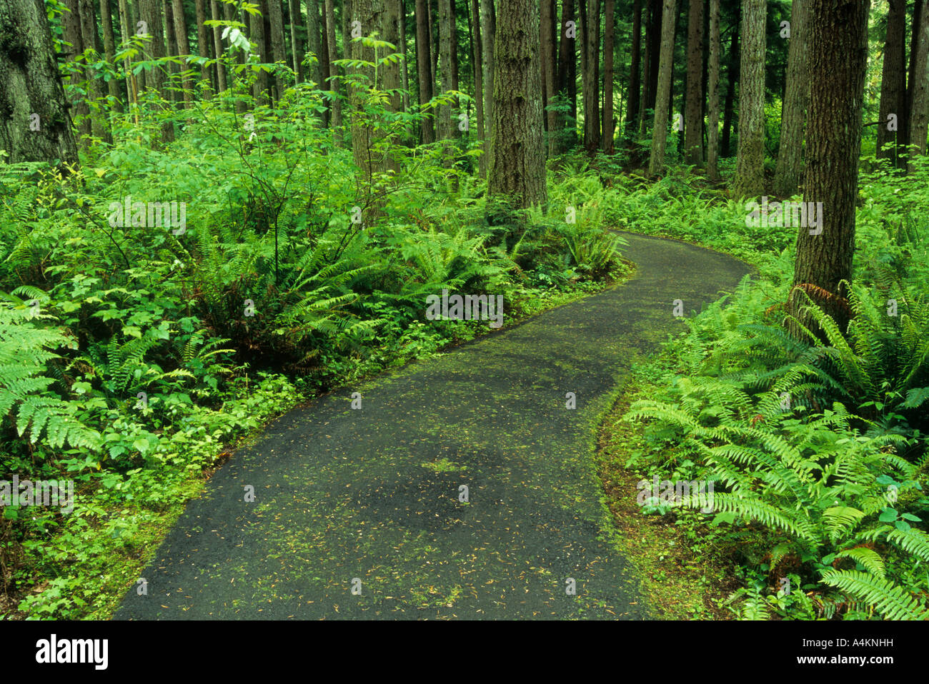 Trail though the forest in the Redmond Watershed Preserve, Seattle ...