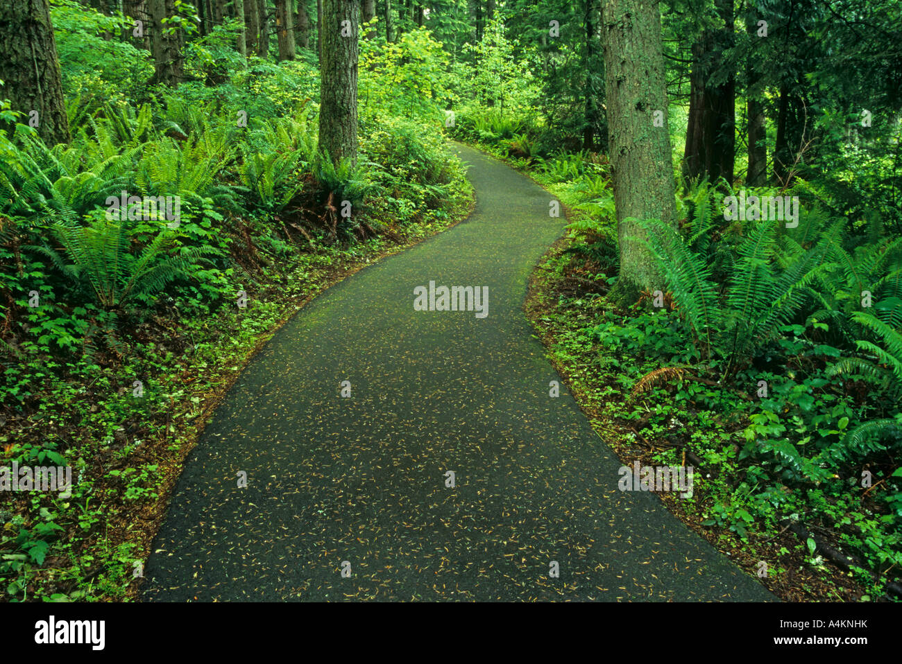 Trail though the forest in the Redmond Watershed Preserve, Seattle ...