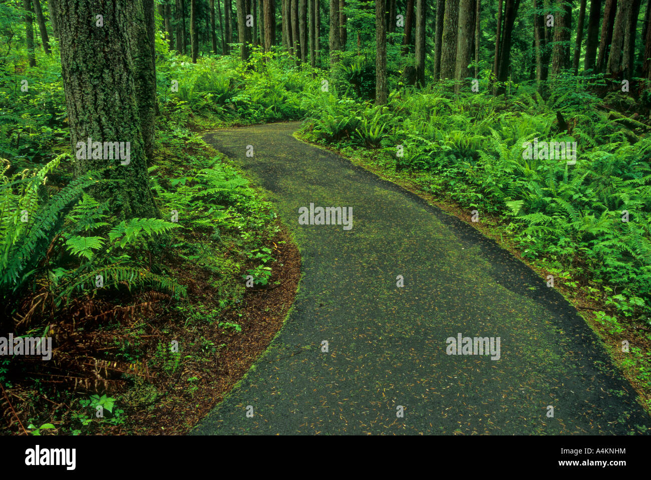 Trail though the forest in the Redmond Watershed Preserve, Seattle ...