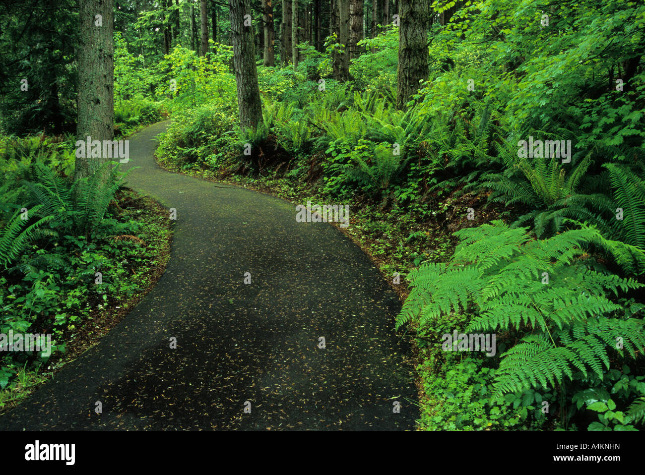 Trail though the forest in the Redmond Watershed Preserve, Seattle ...