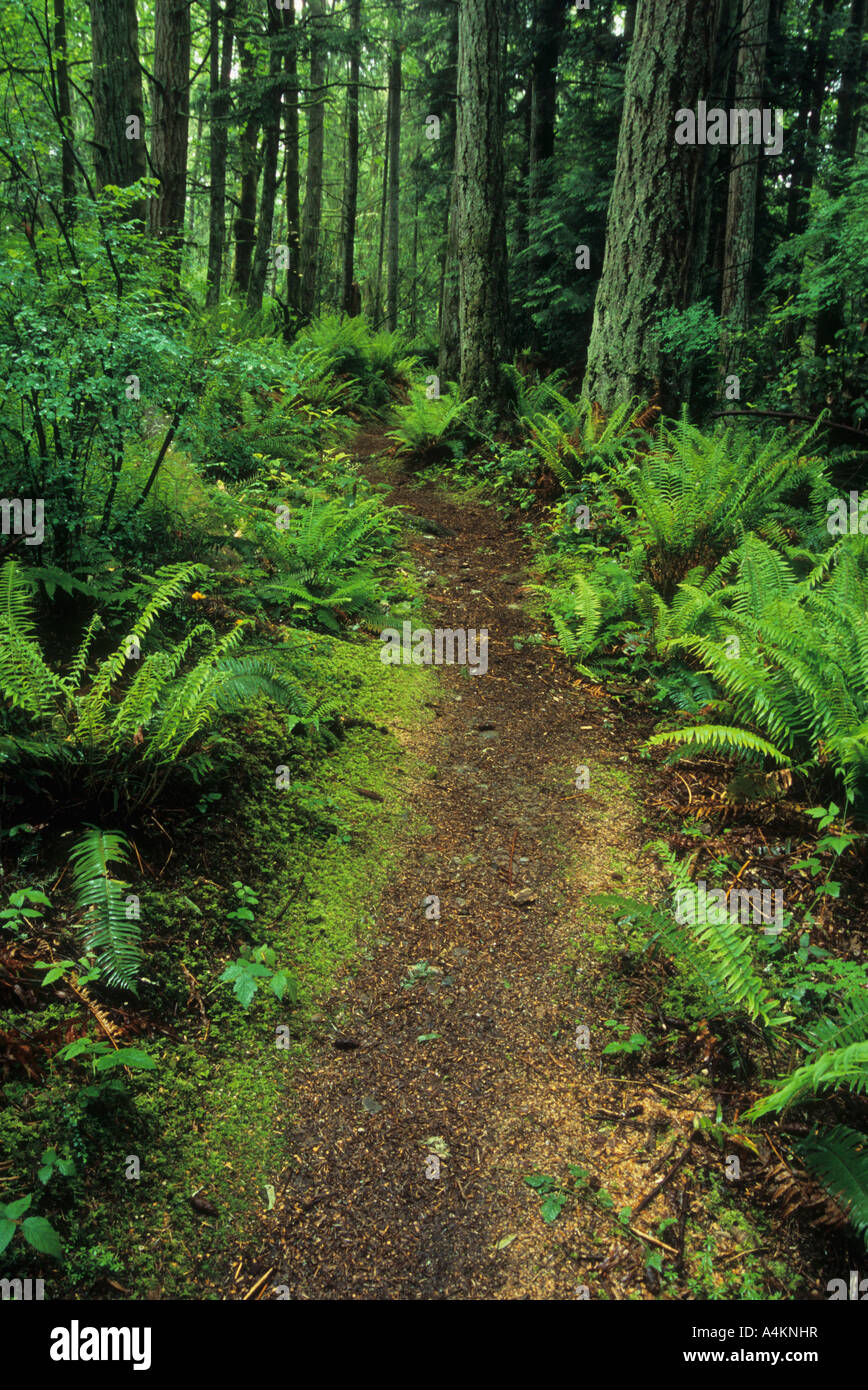 Trail though the forest in the Redmond Watershed Preserve, Seattle ...
