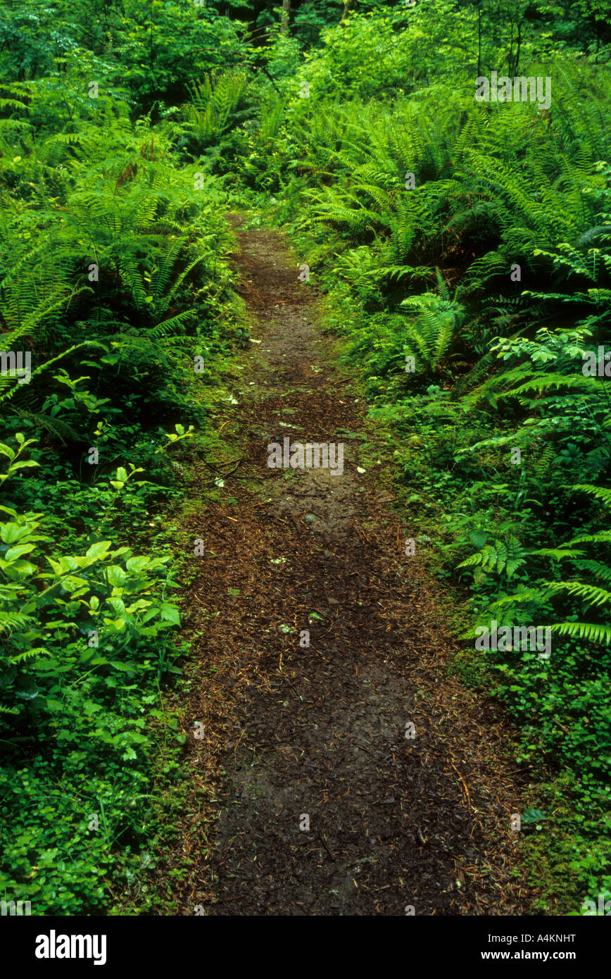 Trail though the forest in the Redmond Watershed Preserve, Seattle ...